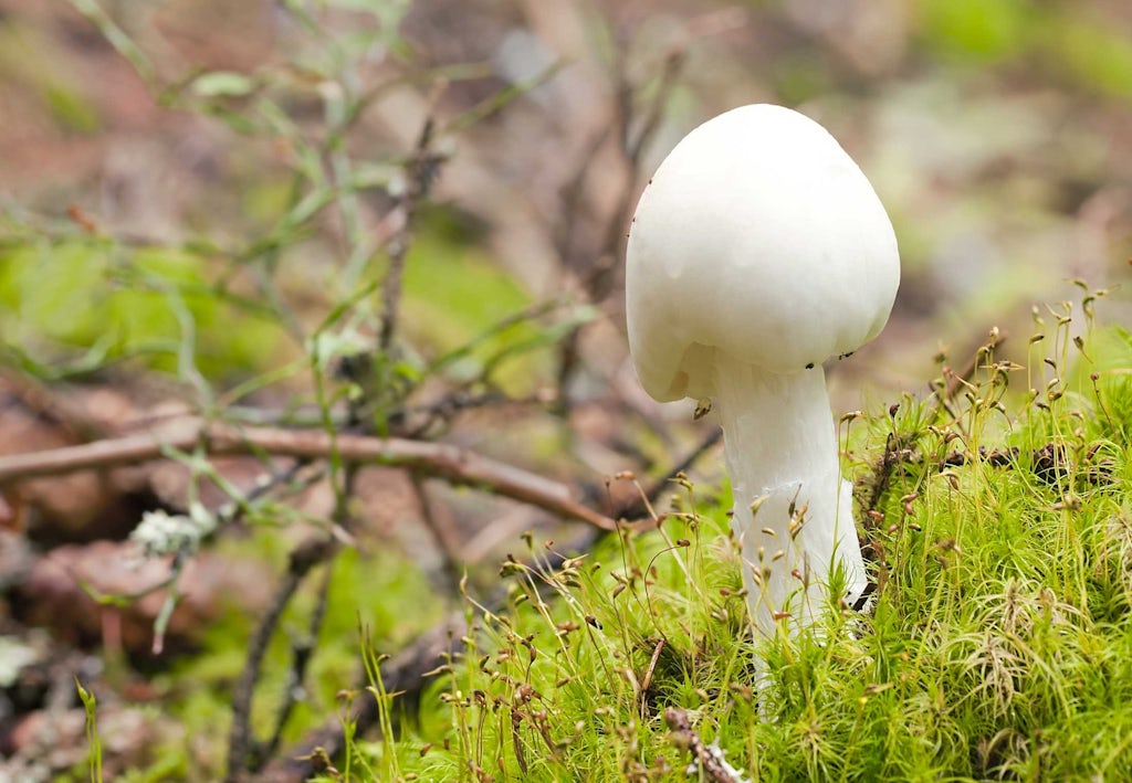 Grønn fluesopp og de fire andre giftigste soppene | illvit.no