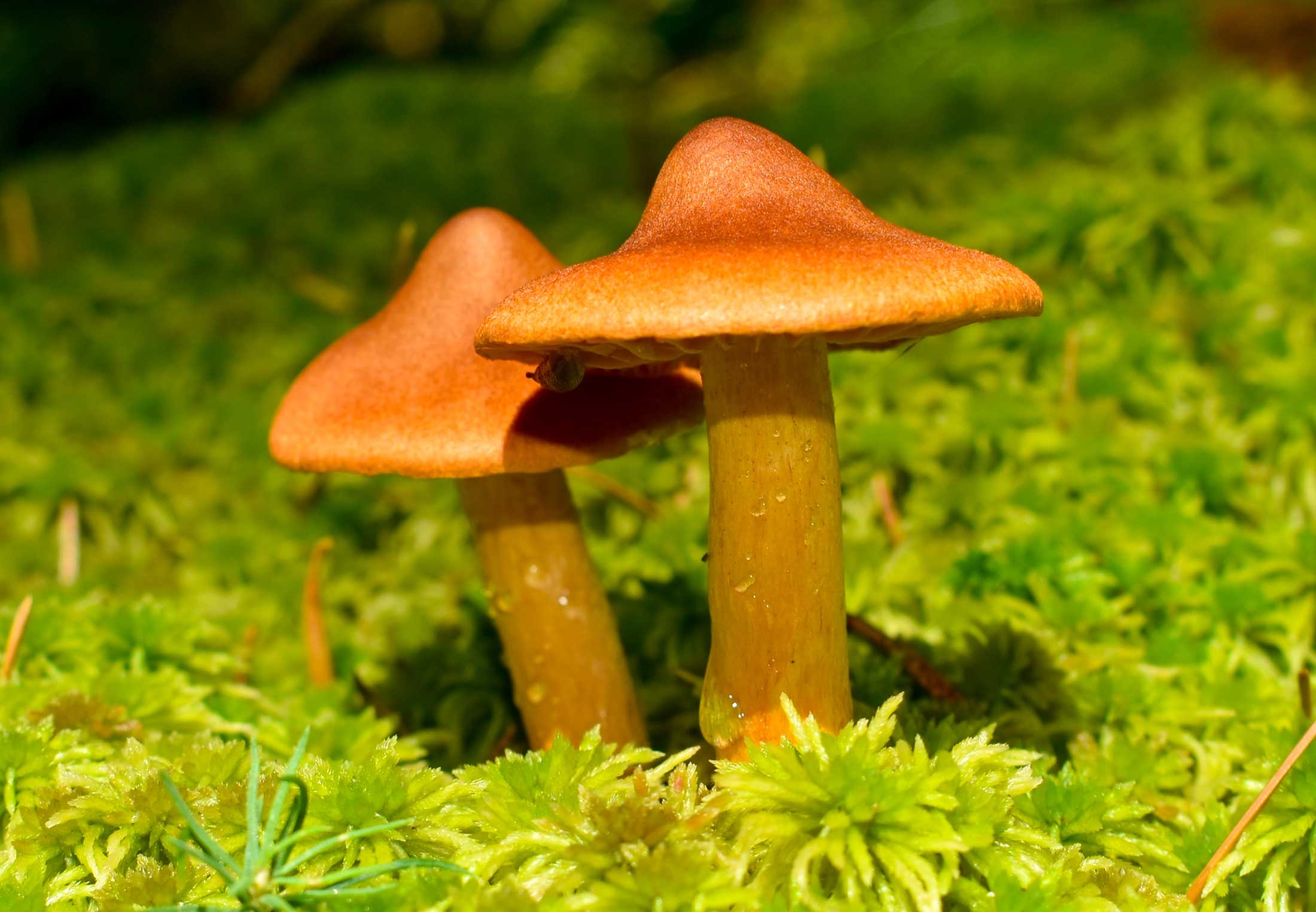 Grønn fluesvamp og andre giftige sopper | illvit.no