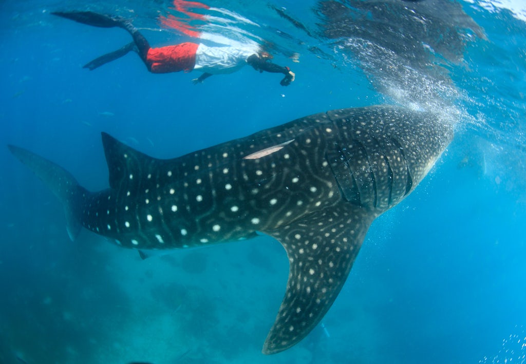 Hvalhajen er verdens største haj | illvid.dk