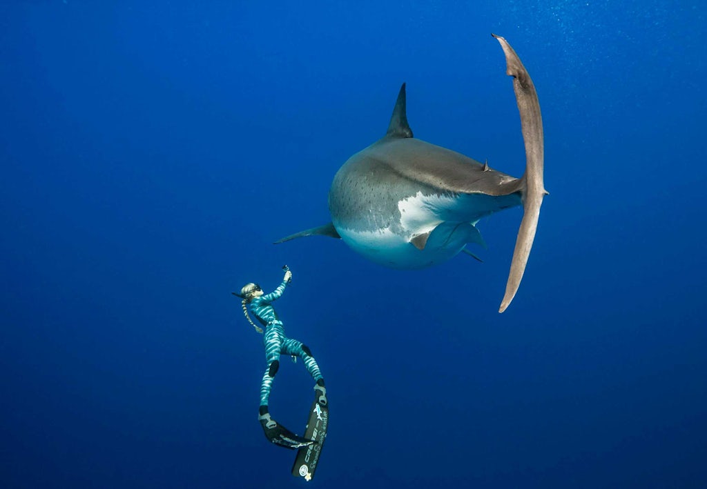 ’s Werelds grootste witte haai – Bekijk de 6 meter lange witte haai ...
