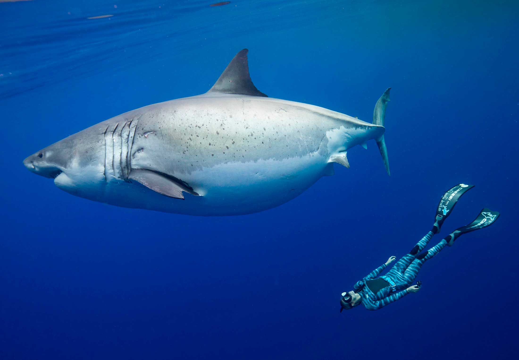 ’s Werelds grootste witte haai – Bekijk de 6 meter lange witte haai ...