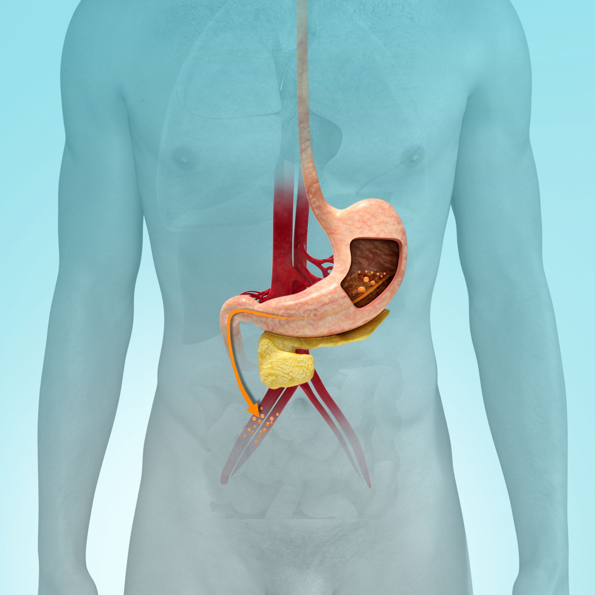 Insulin gir cellene dine energi | illvit.no