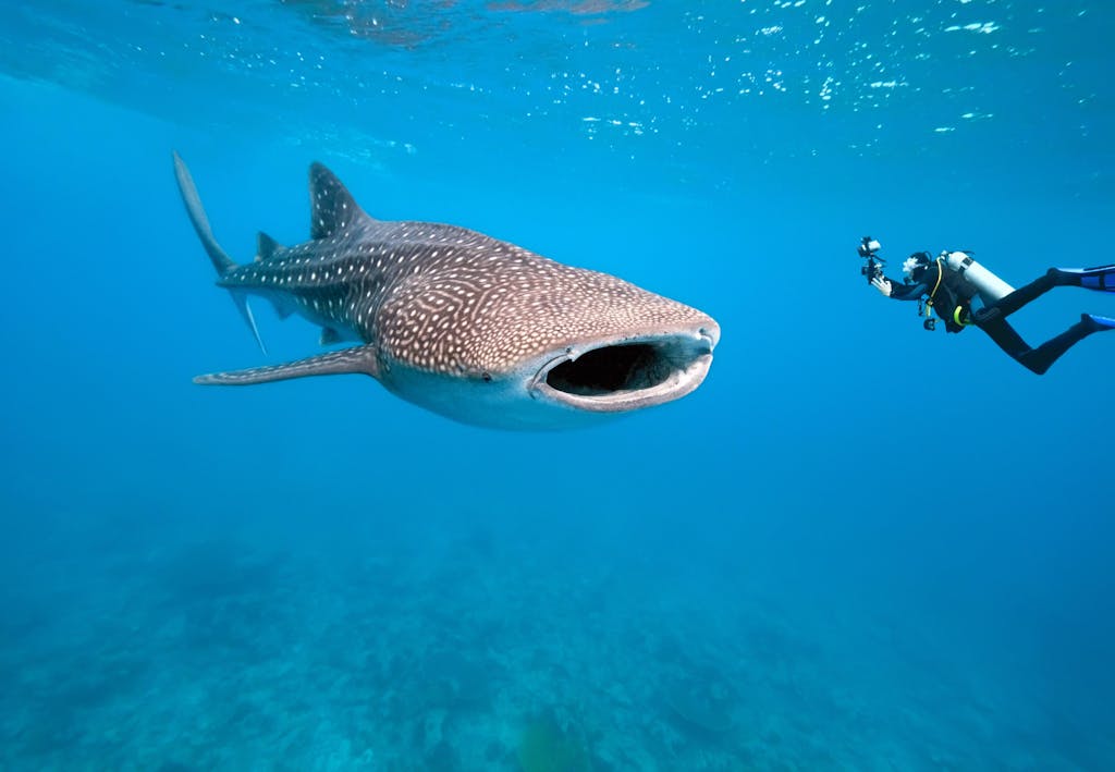 Walvishaai is de grootste haai op aarde | wibnet.nl