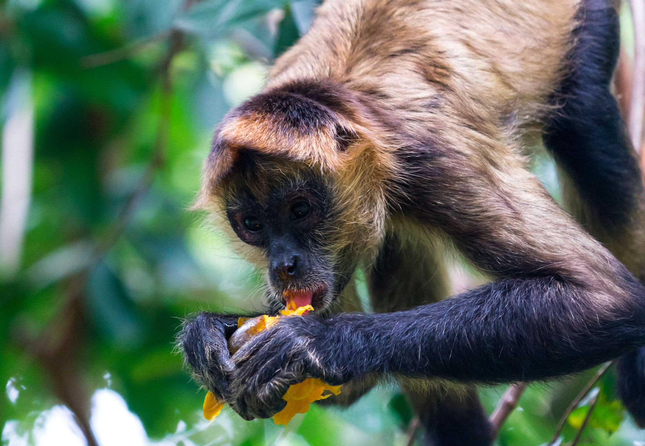 Onderzoek van slingerapen laat zien: Daarom zijn mensen dol op alcohol ...