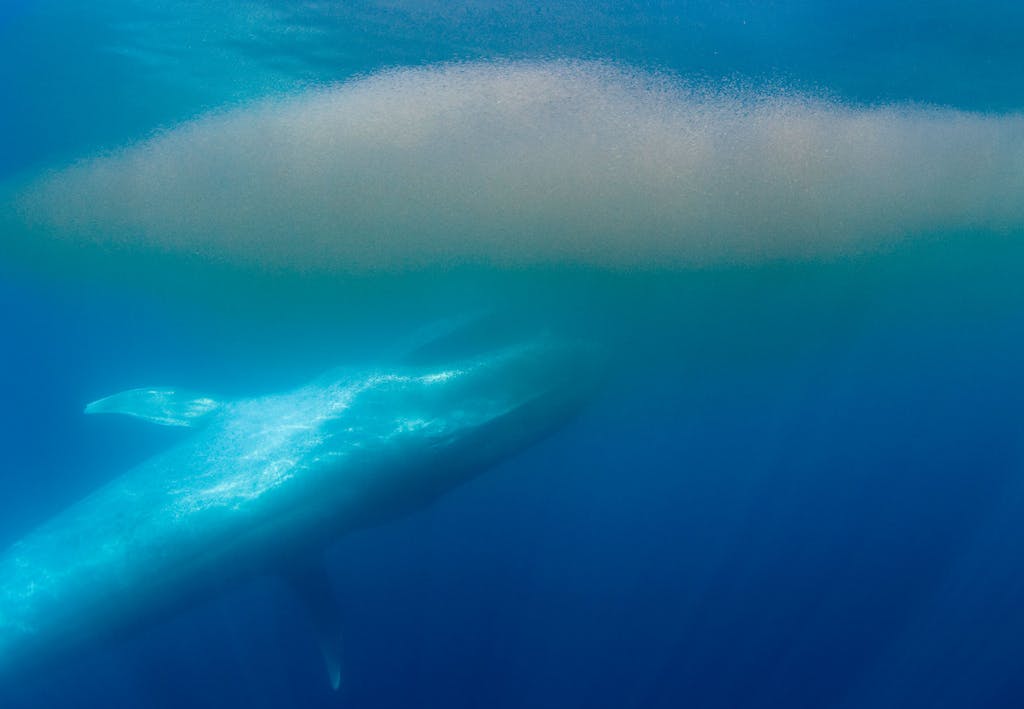 Valarna kan bidra till att kyla klimatet | illvet.se