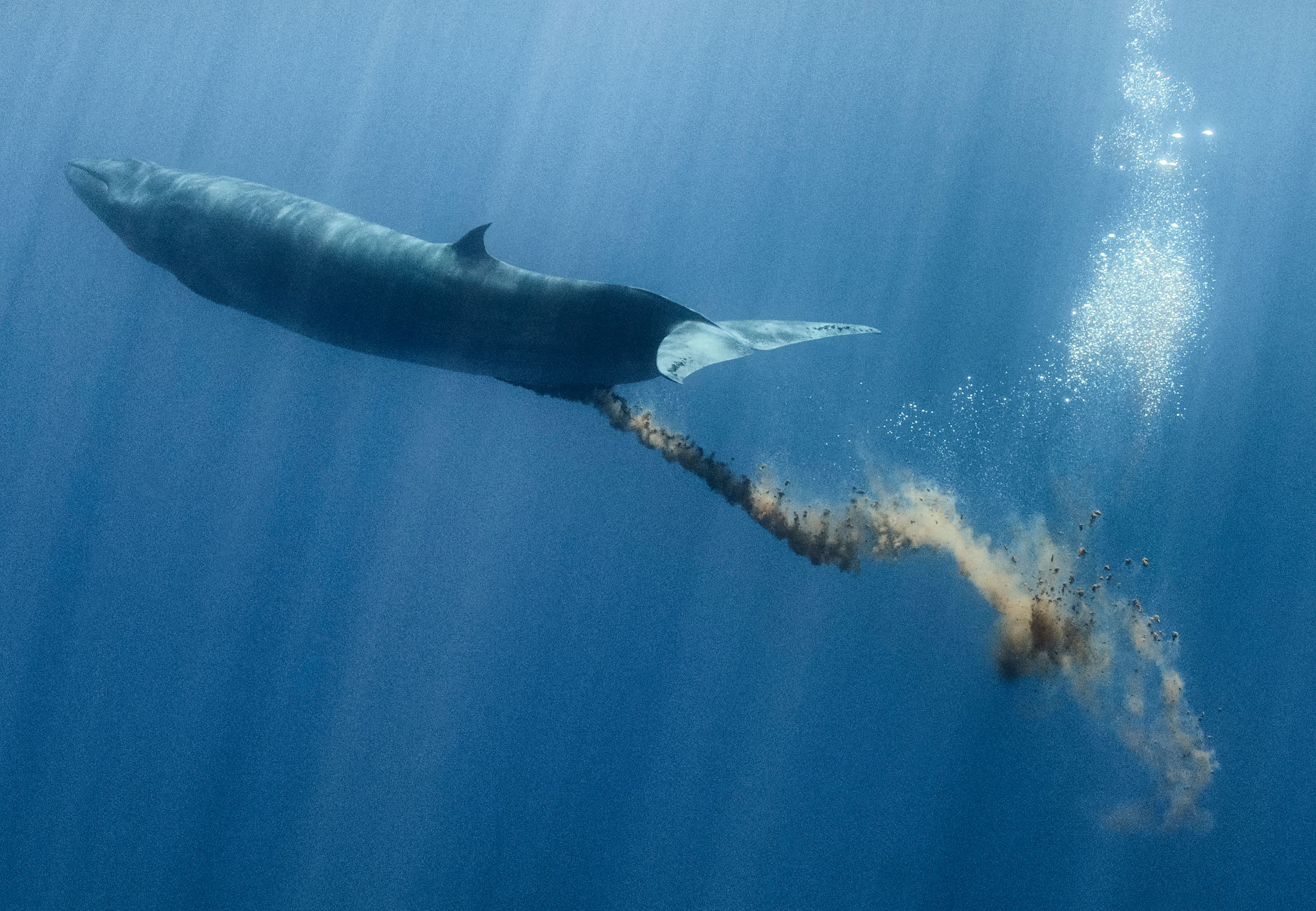 Havsdjur - De vildaste, konstigaste och farligaste djuren i havet ...