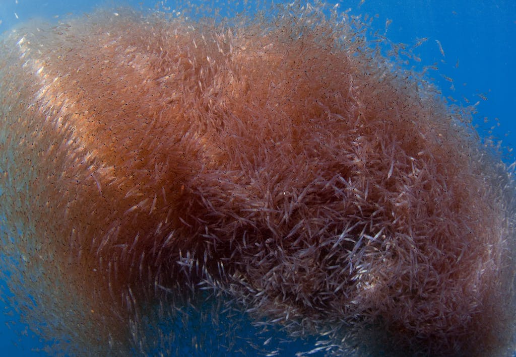 Valarna kan bidra till att kyla klimatet | illvet.se