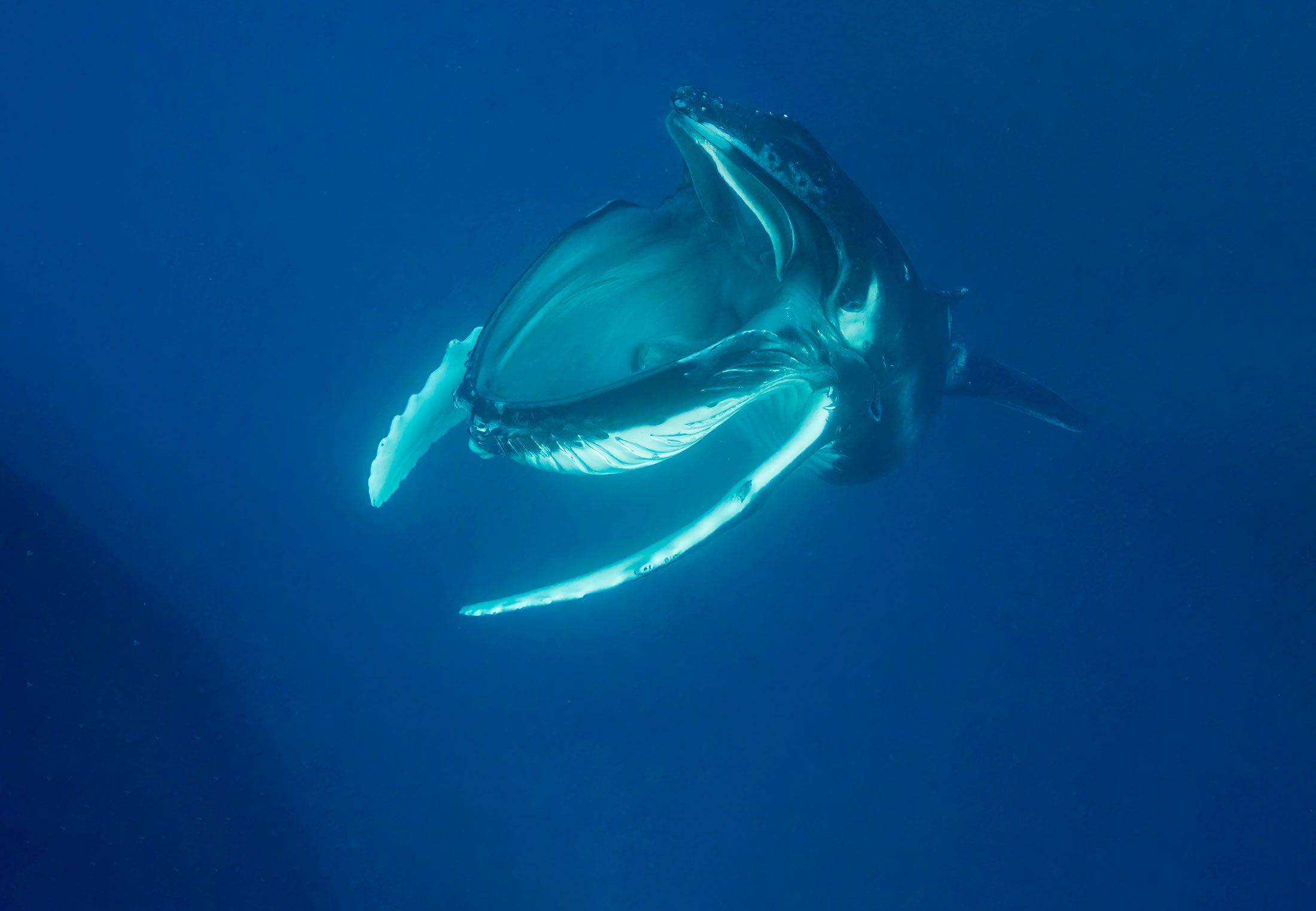 Hvalerne kan køle klimaet ned | illvid.dk