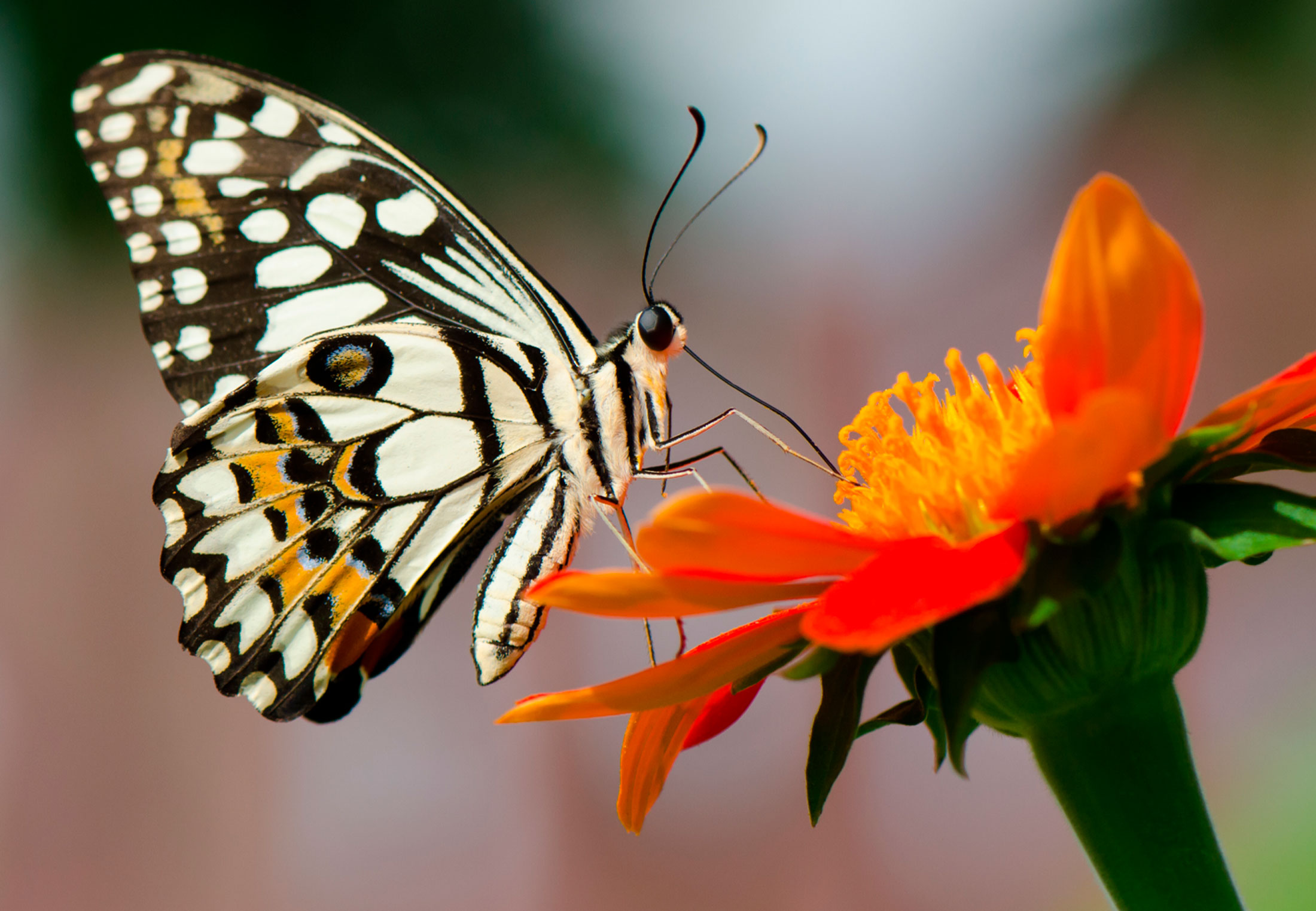 Insecten | Wat zijn insecten? En wat eten ze? | wibnet.nl