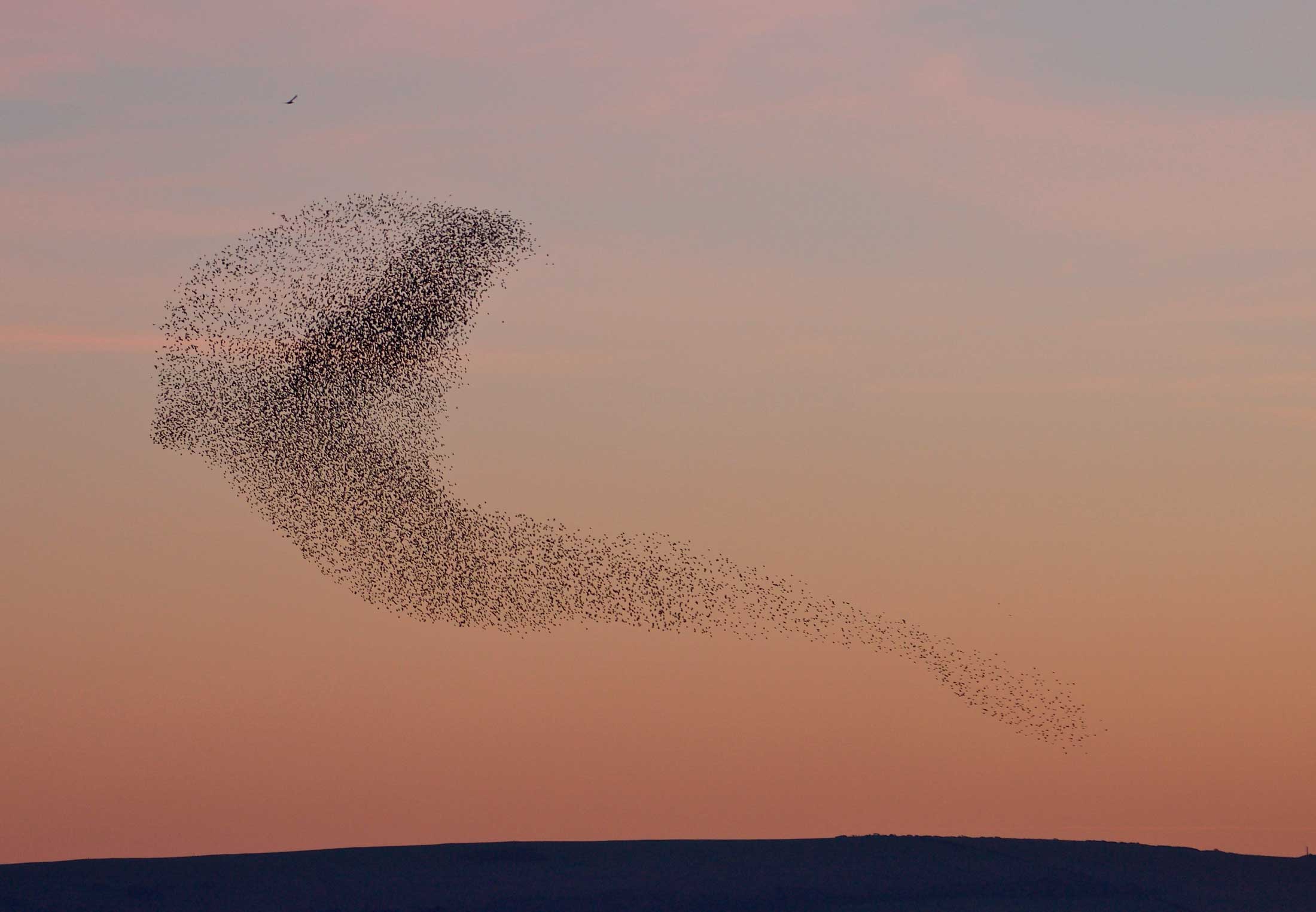 Sort sol 2025 - Sådan ser du det | illvid.dk
