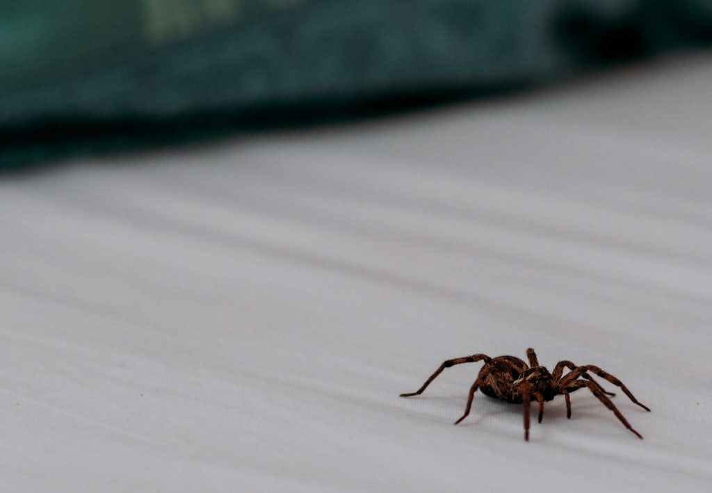 Så många spindlar äter du varje år | illvet.se