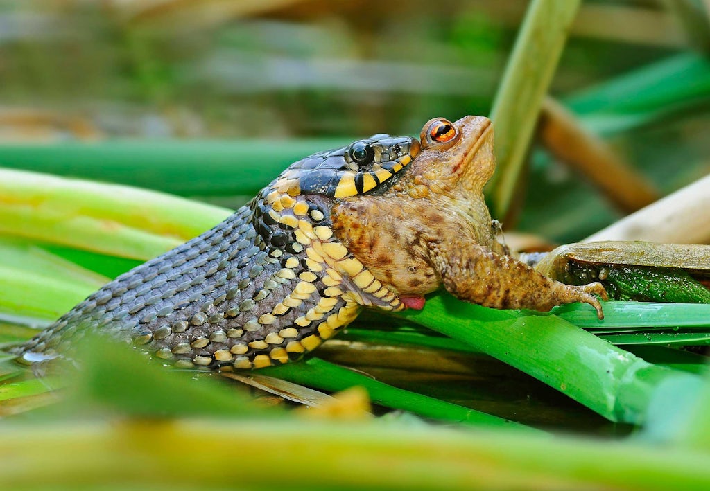 Slanger i Danmark - Mød de danske slanger her | illvid.dk
