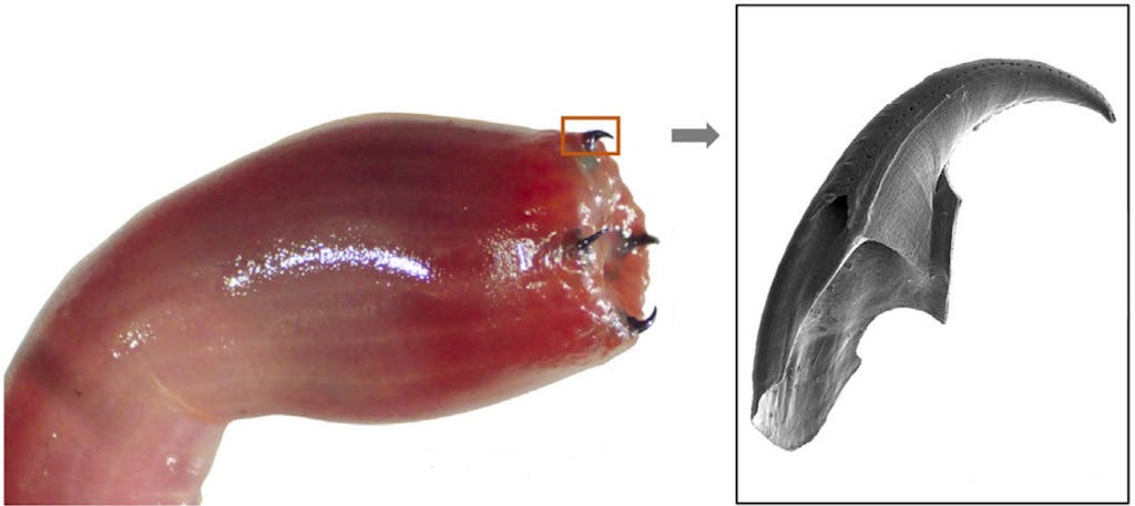 Borstelworm maakt zelf kopertanden | wibnet.nl