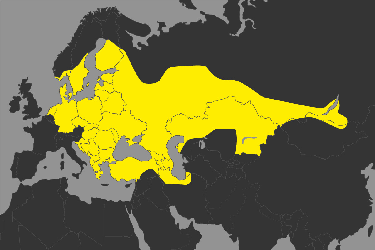 Slanger i Danmark - Mød de danske slanger her | illvid.dk