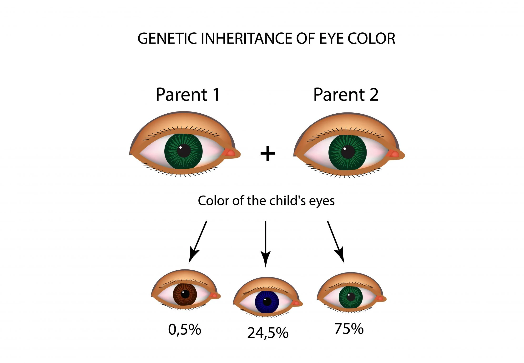 Are blue eyes a genetic mutation? | scienceillustrated.com
