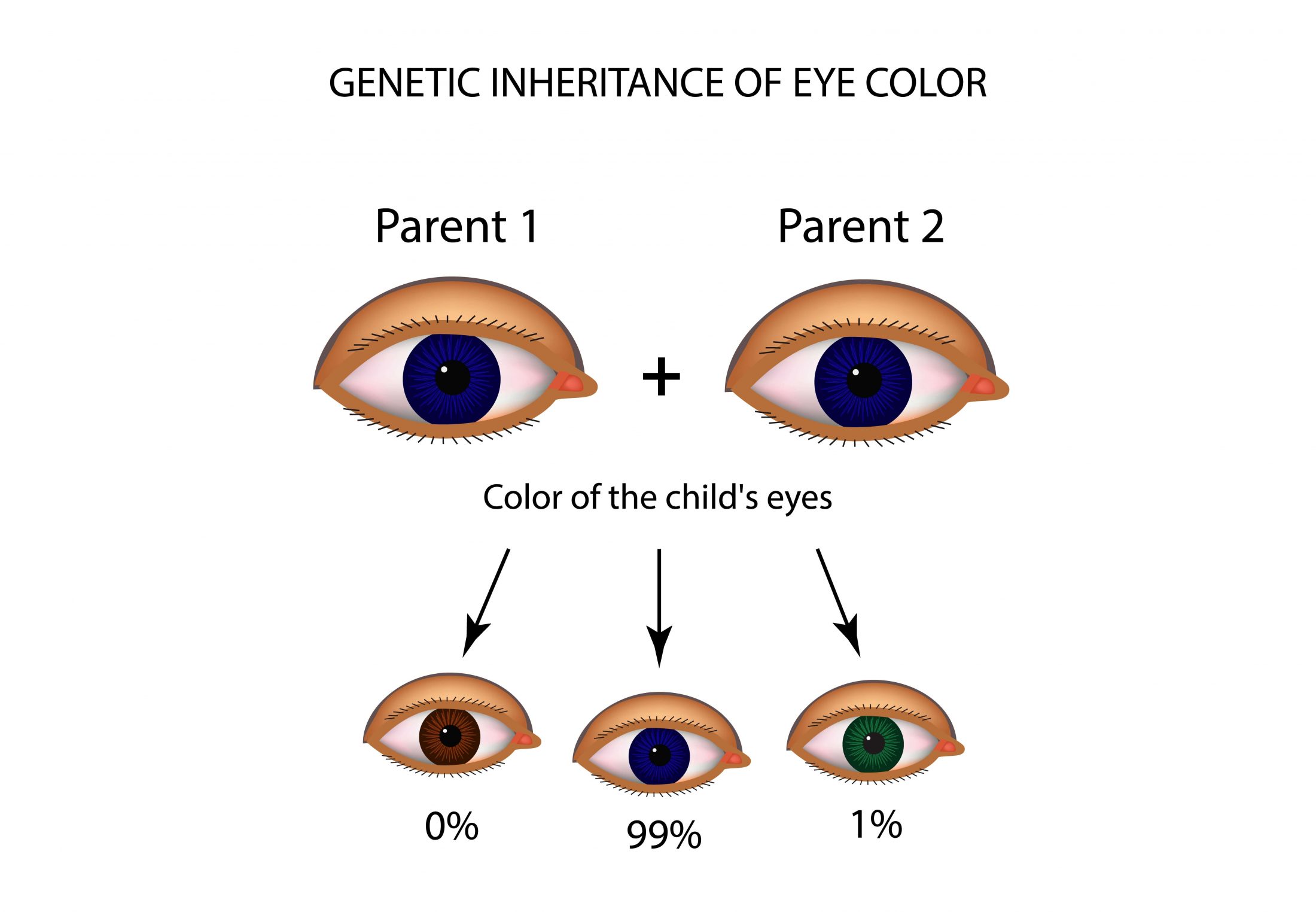 Are blue eyes a genetic mutation? | scienceillustrated.com