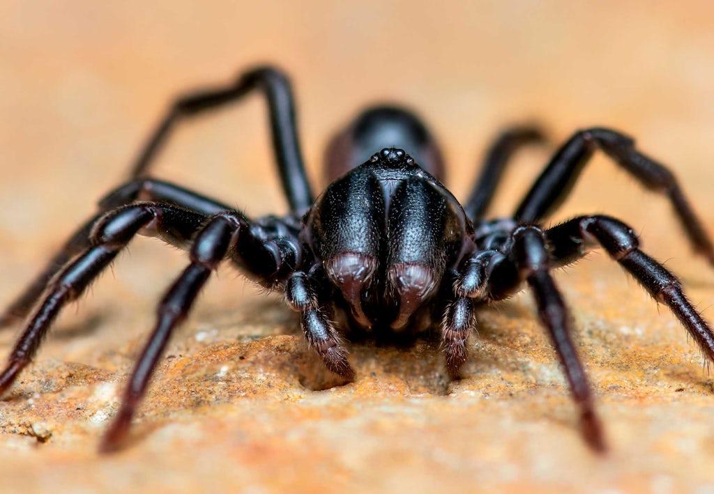 Fugleedderkopper forvandler ofrene sine til smoothier | illvit.no