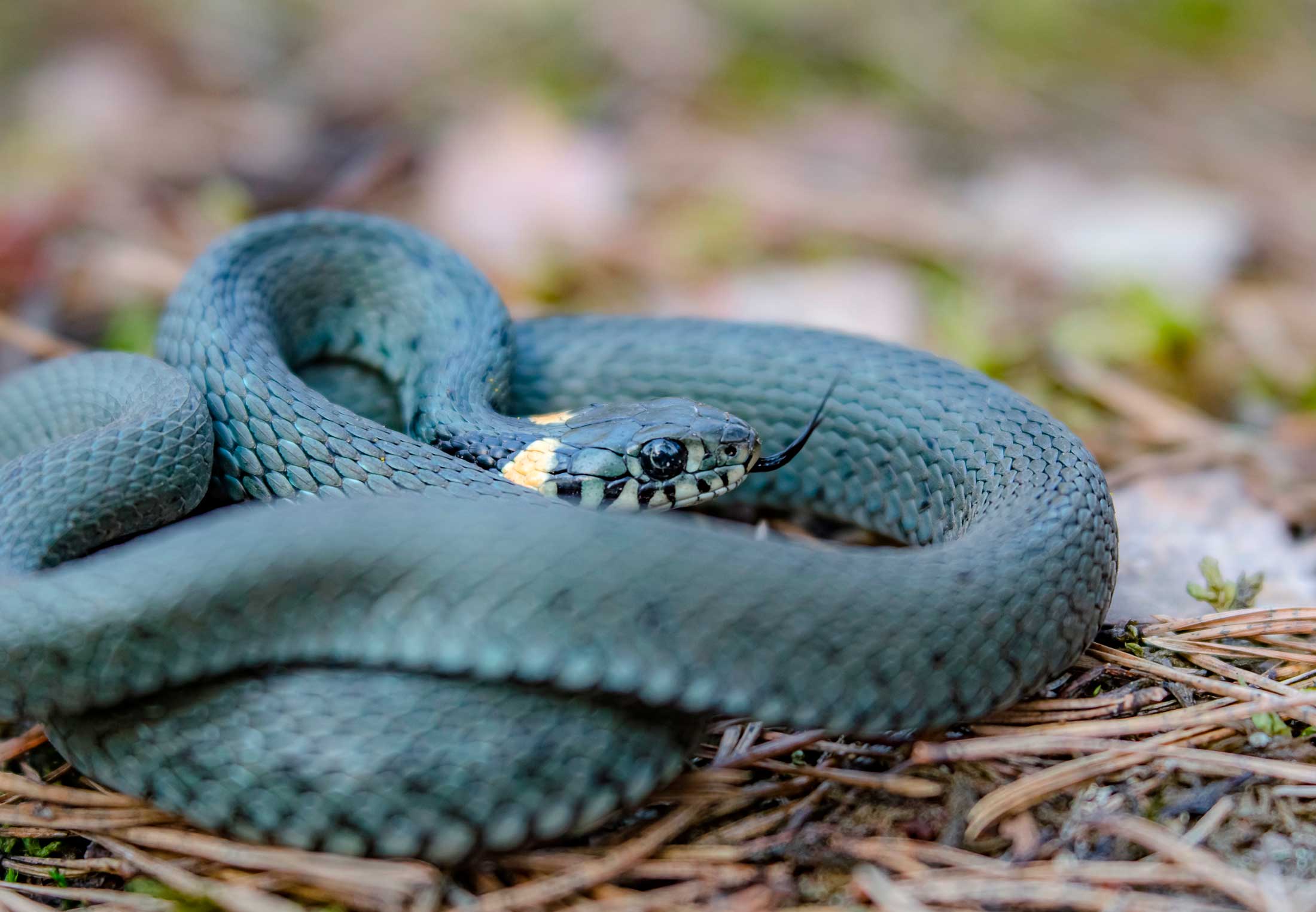 Slanger i Norge - Møt de norske slangene her | illvit.no