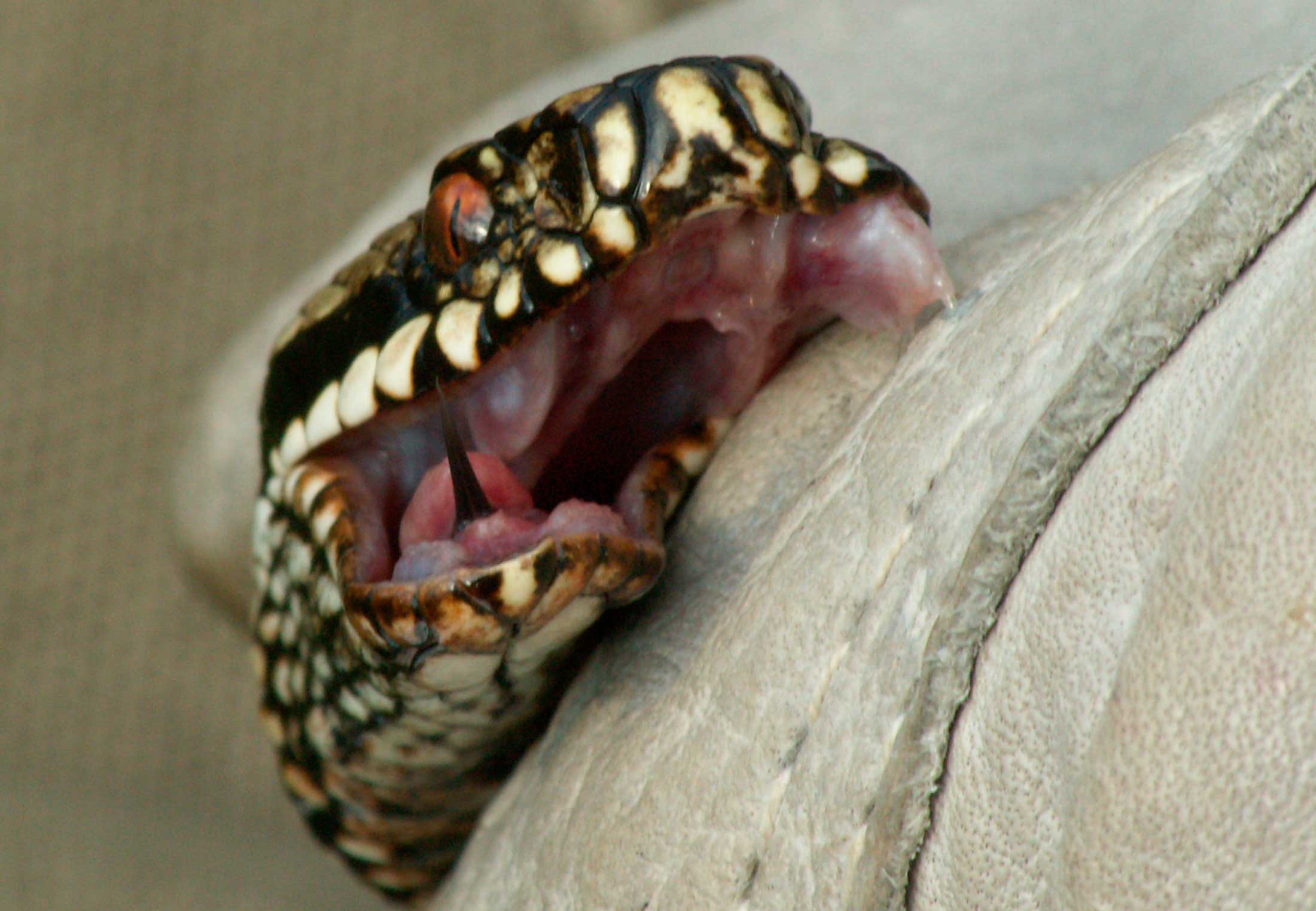 Ormar i Sverige – Möt de svenska ormarna här | illvet.se