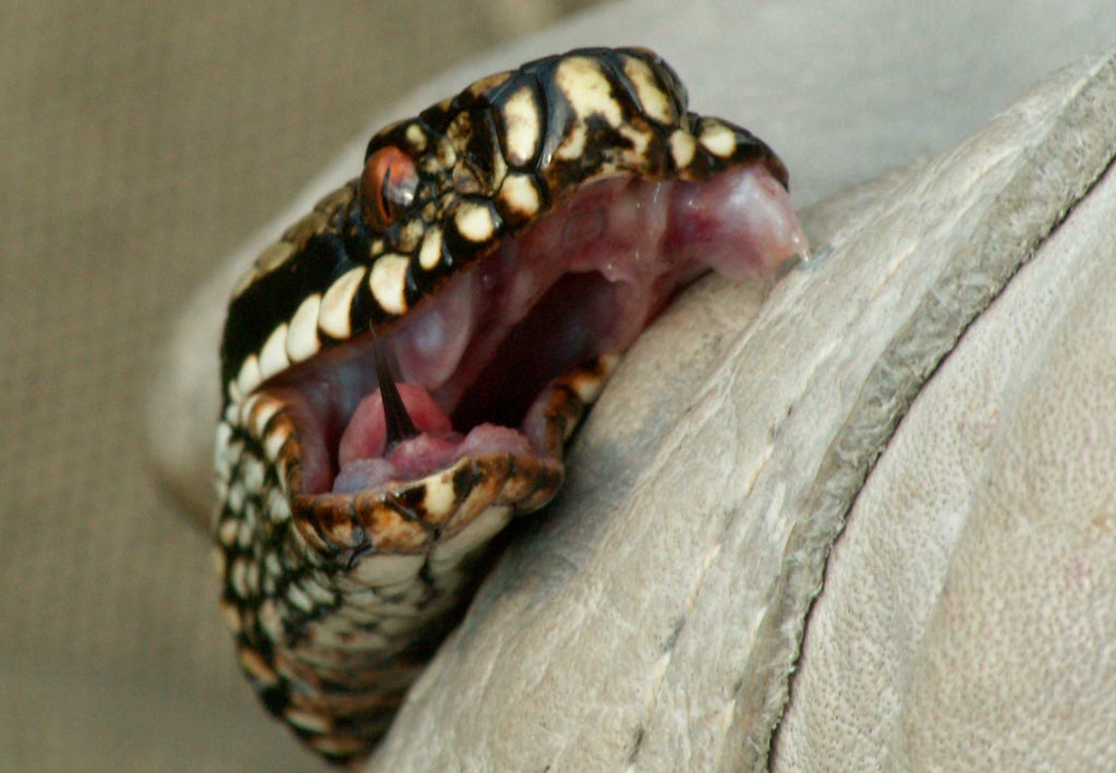 Ormar i Sverige – Möt de svenska ormarna här | illvet.se