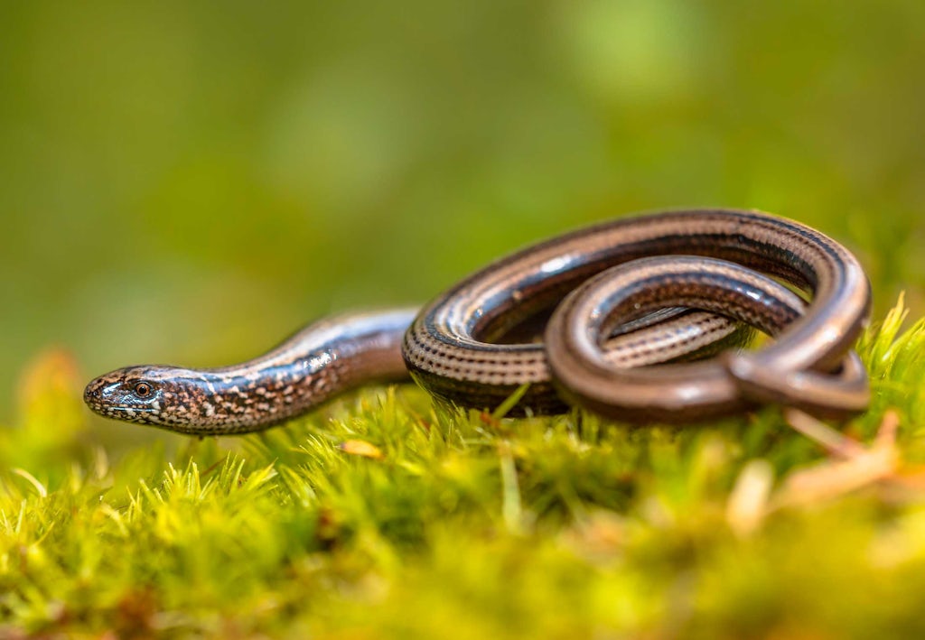 Ormar i Sverige – Möt de svenska ormarna här | illvet.se