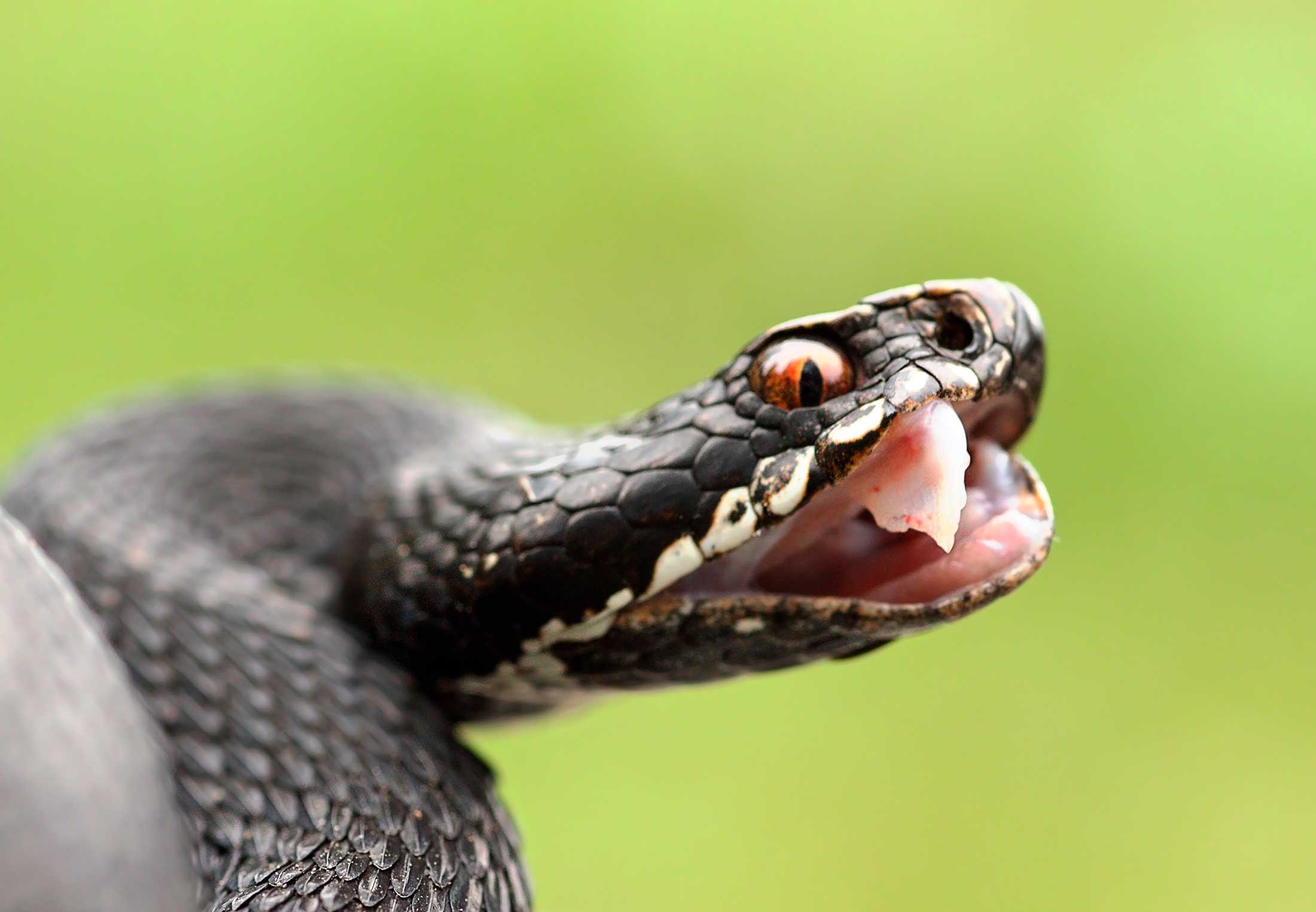 Slangen in Nederland – Dit zijn de Nederlandse slangen | wibnet.nl