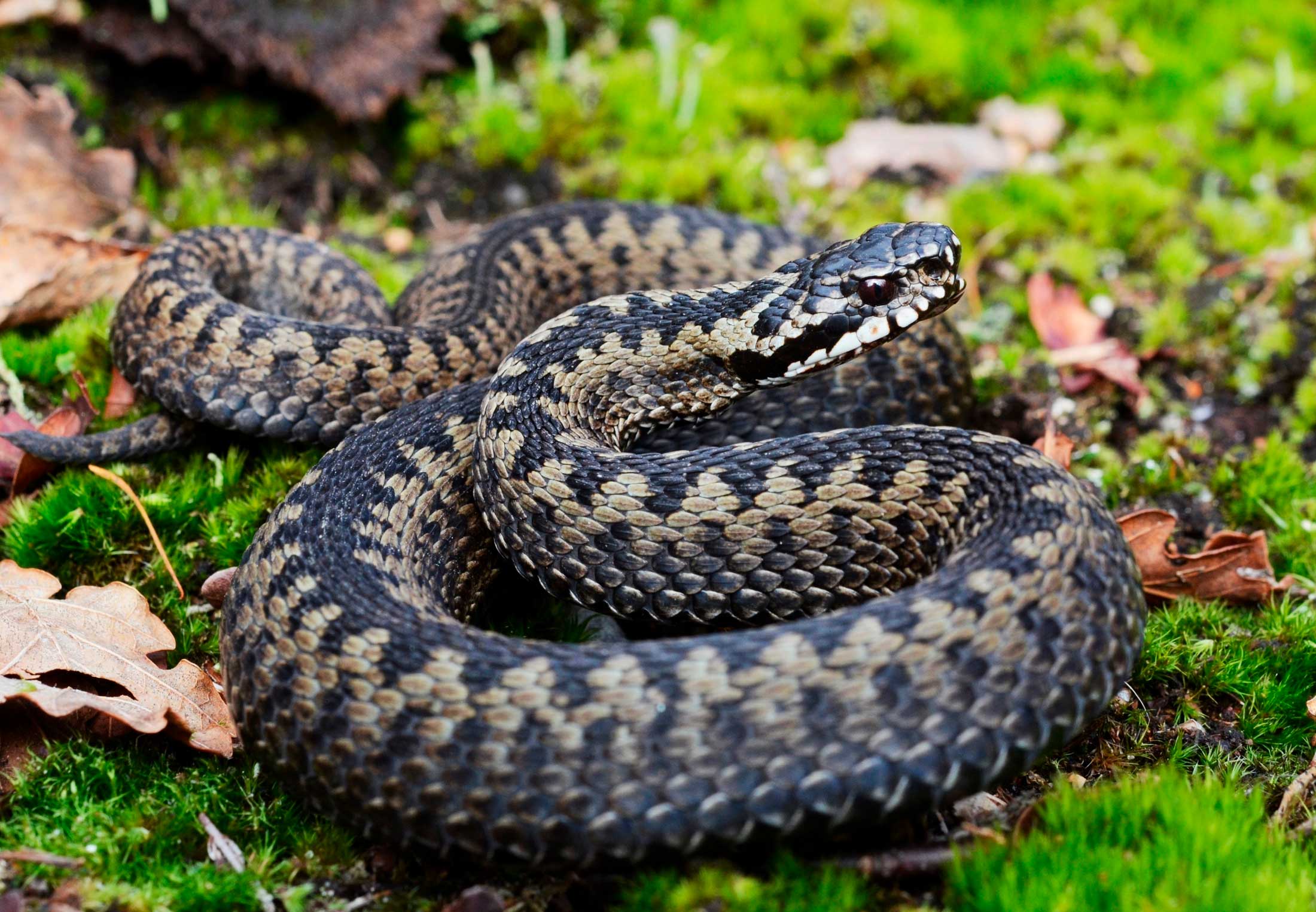 Slangen in Nederland – Dit zijn de Nederlandse slangen | wibnet.nl