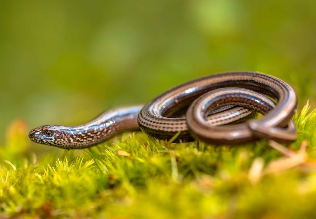 Slangen in Nederland – Dit zijn de Nederlandse slangen | wibnet.nl