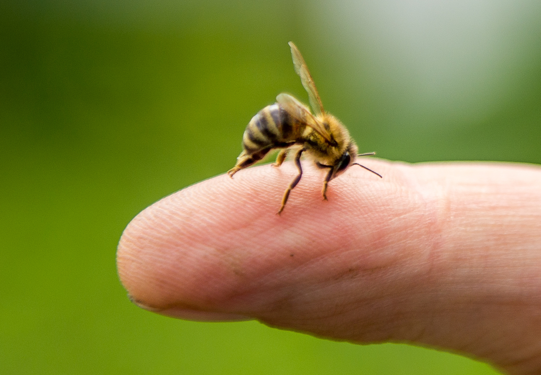 Honningbier kan skelne mellem lige og ulige tal | illvid.dk