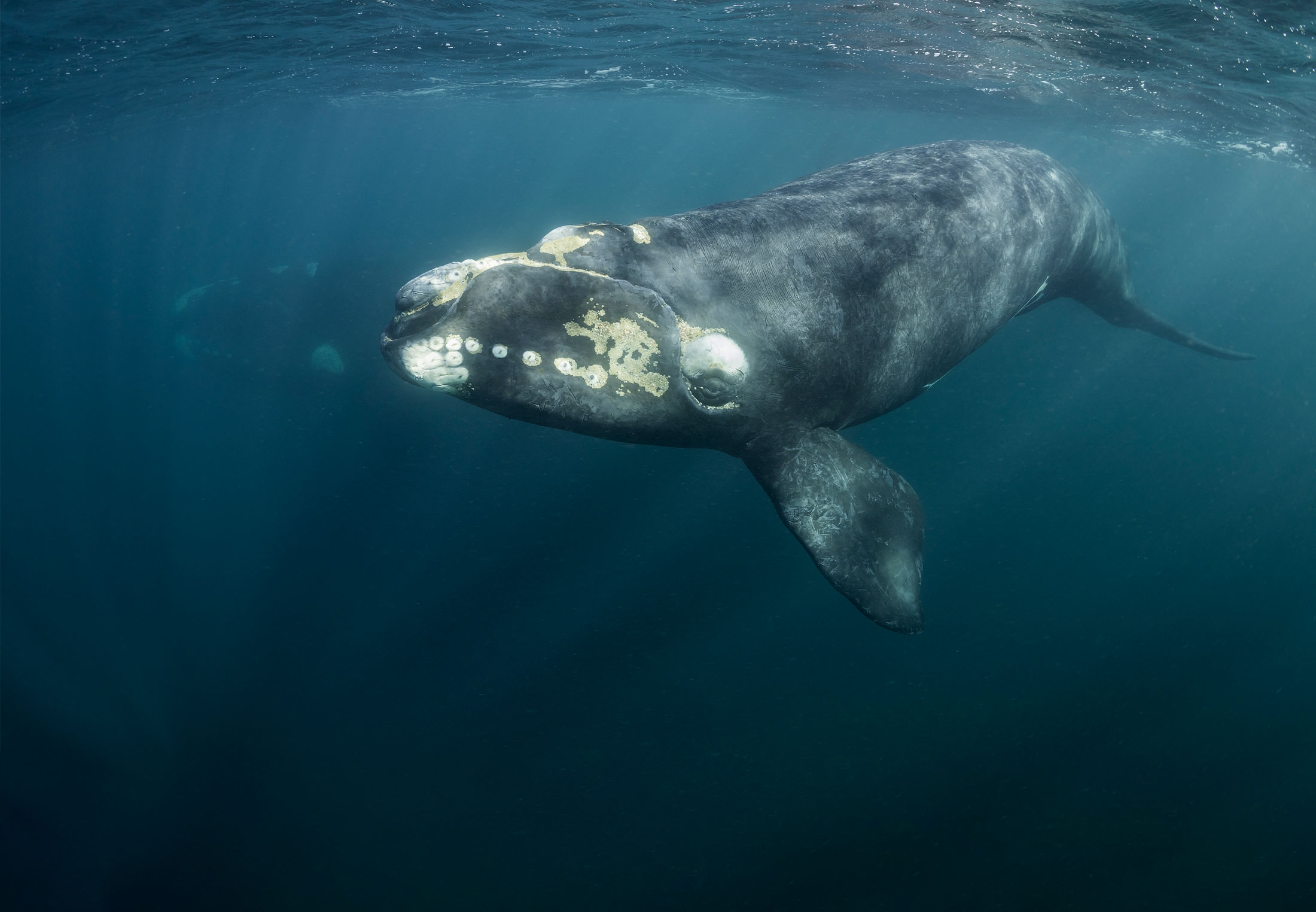 Vilket djur har de största testiklarna? | illvet.se