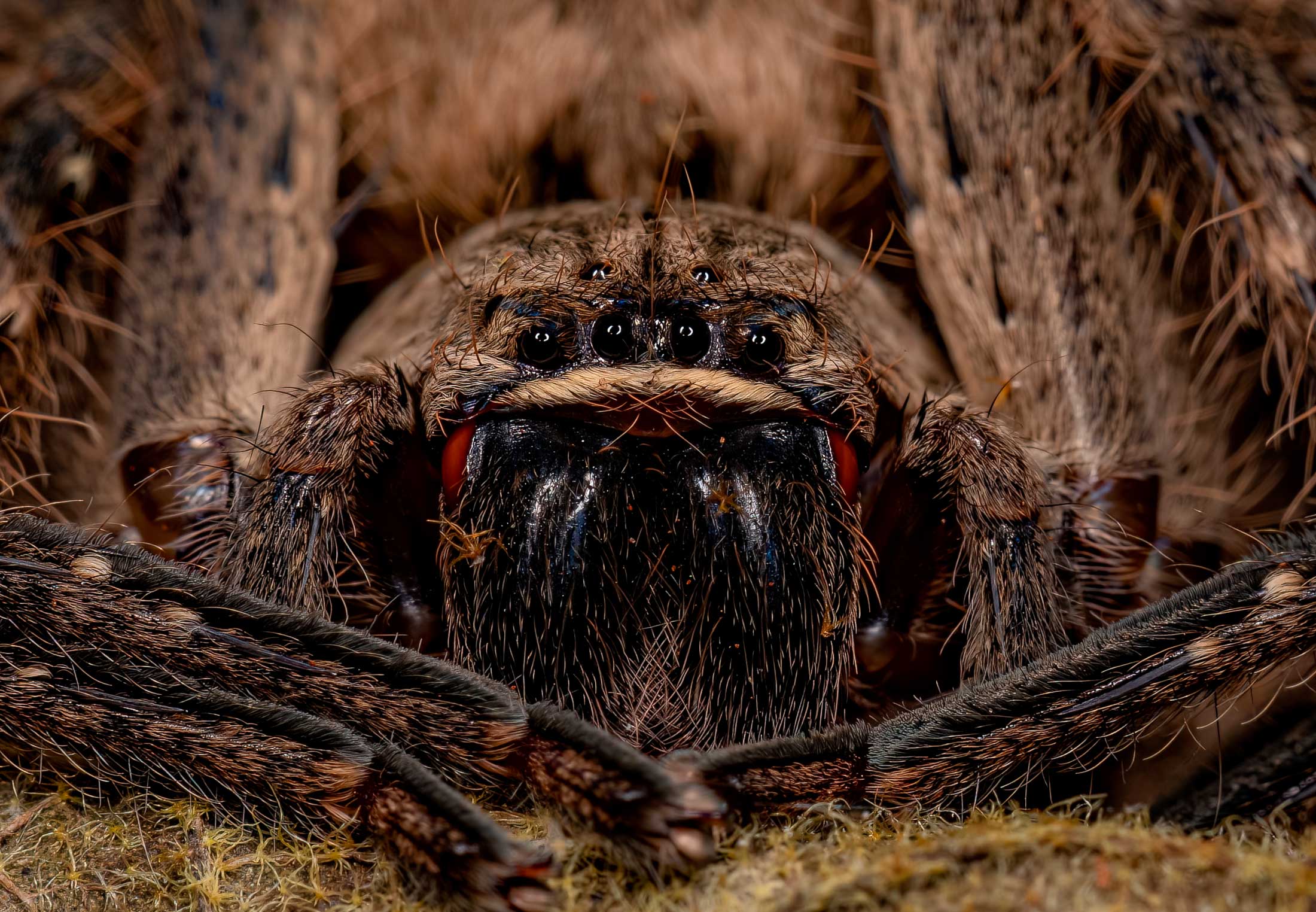 Världens största spindel - vilken? | illvet.se