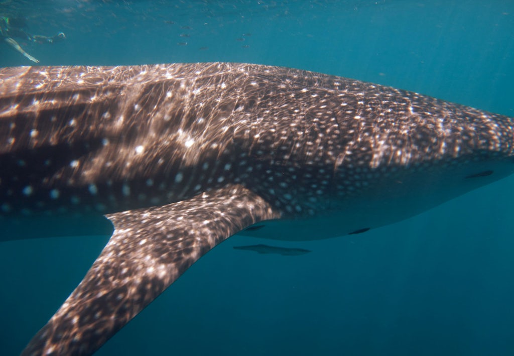 Hvalhaien er verdens største hai | illvit.no