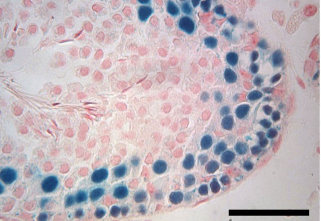 Testikler danner levedygtige sædceller efter 23 år i dybfryser | illvid.dk