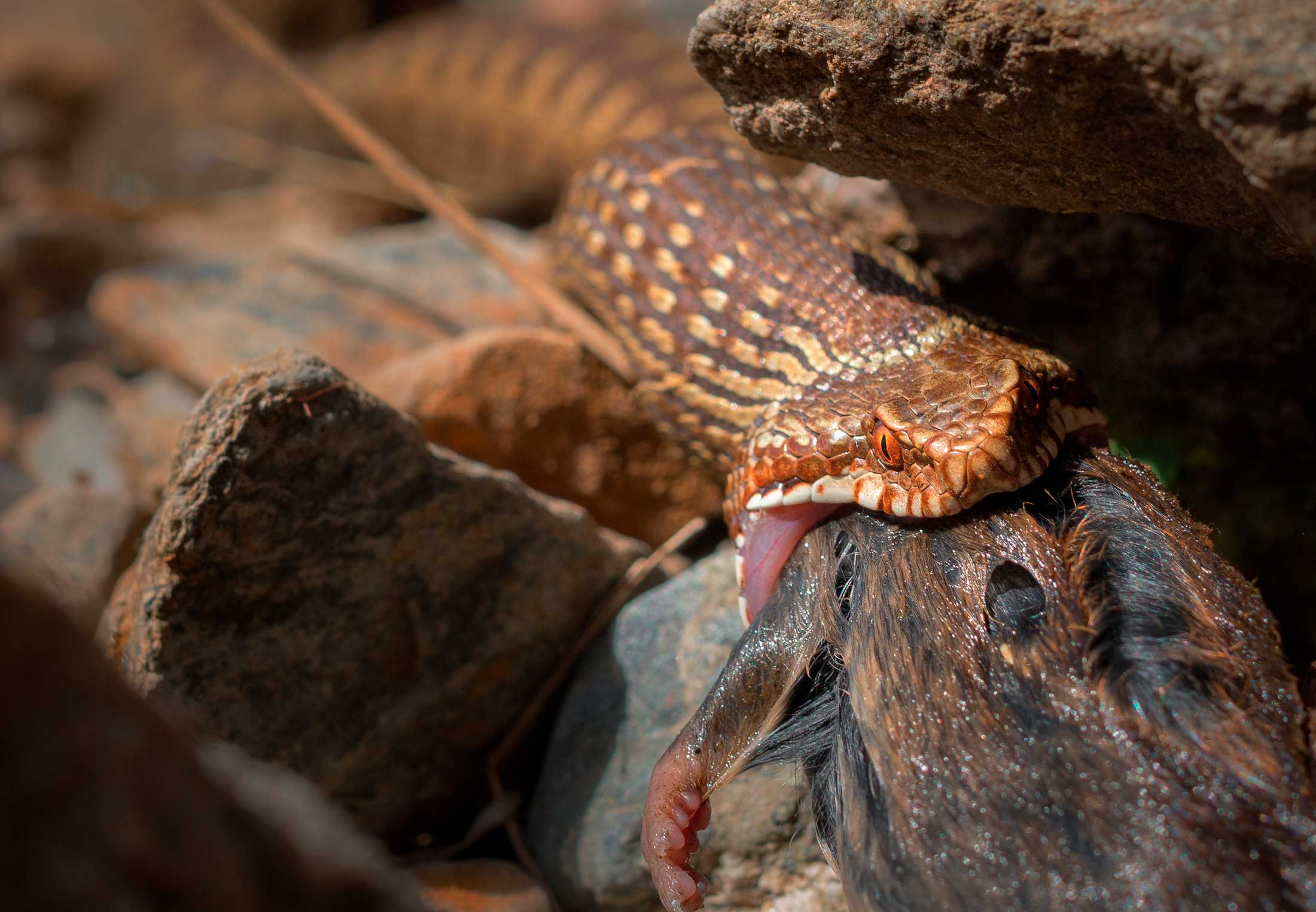 Huggorm | Hur farlig är den? | illvet.se