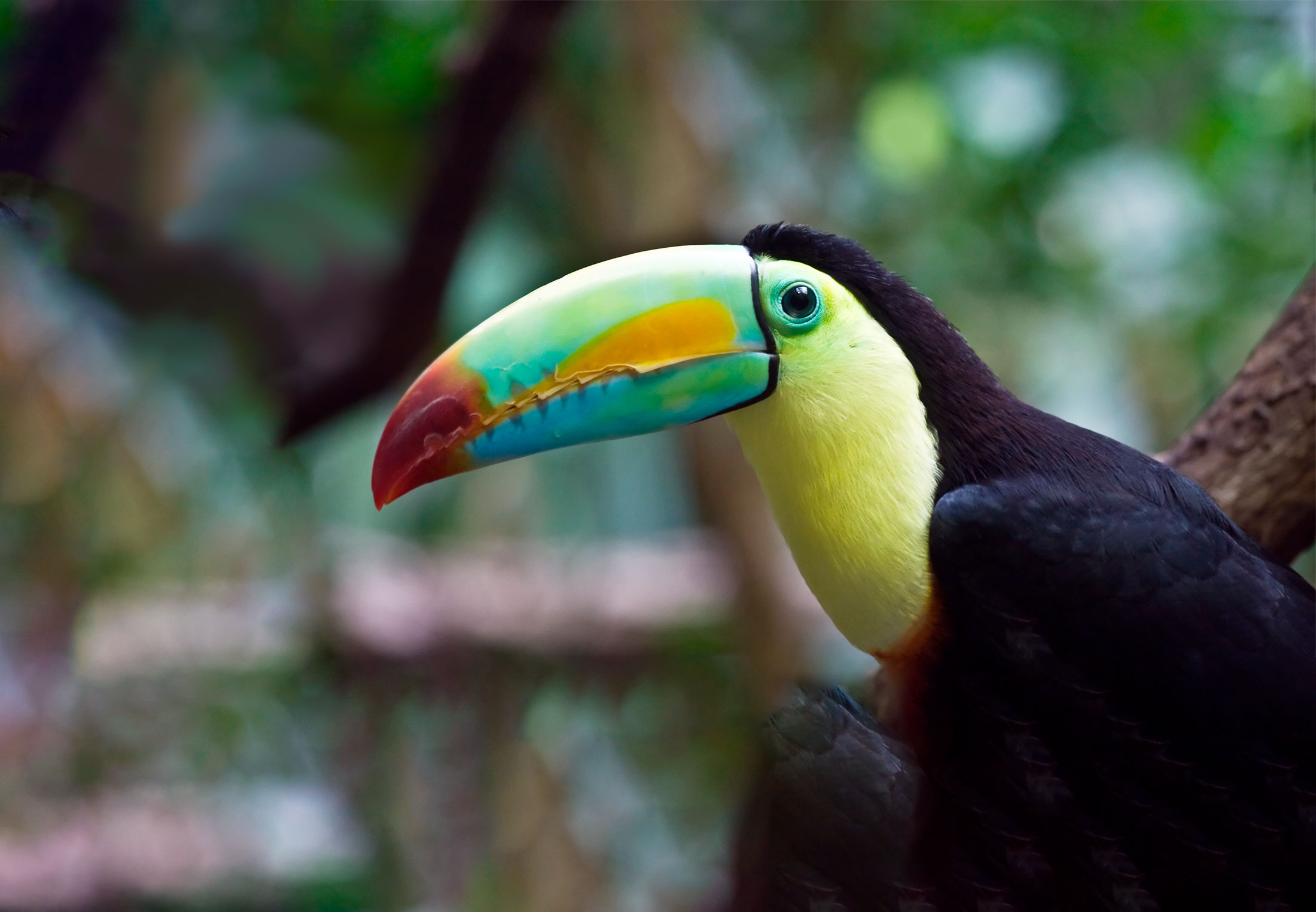 Hvorfor er tukanens næb så stort? | illvid.dk