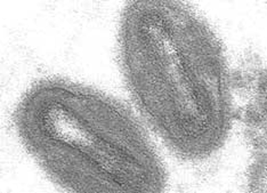 Abekopper - Dit overblik over symptomer, smitte og forløb | illvid.dk