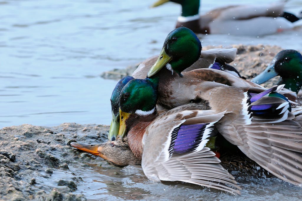 De spiser hjerner og mishandler de døde: Hagens fugler har en mørk side ...