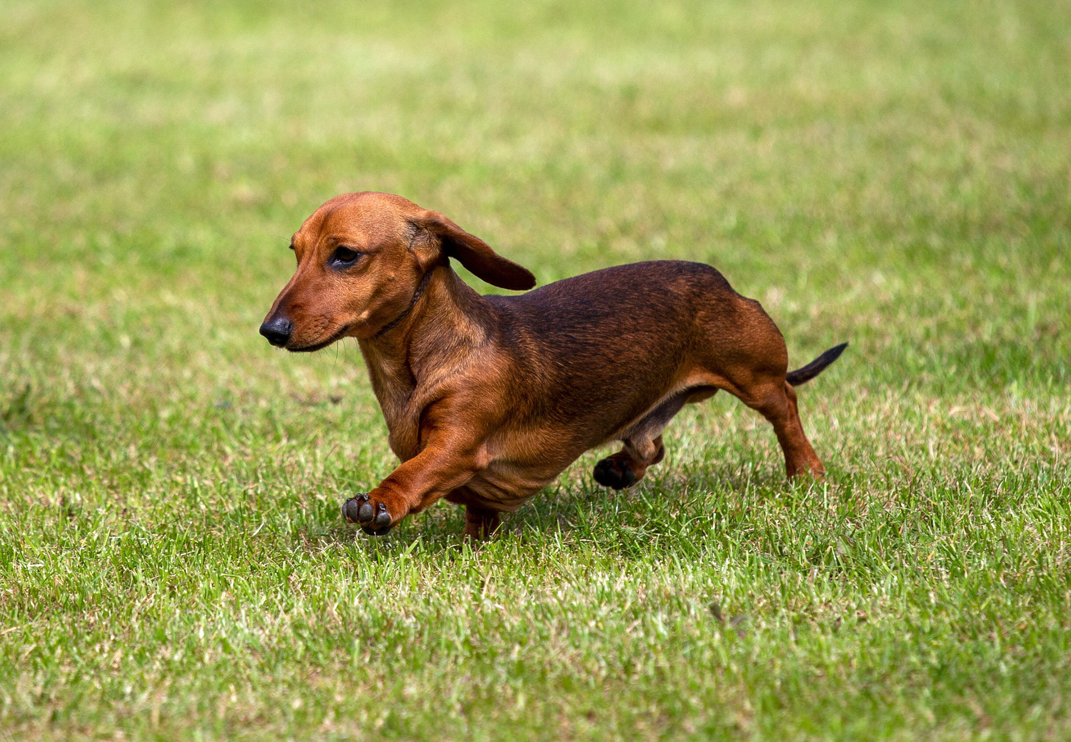 Verdens minste hund – Se hvor liten den er her | illvit.no