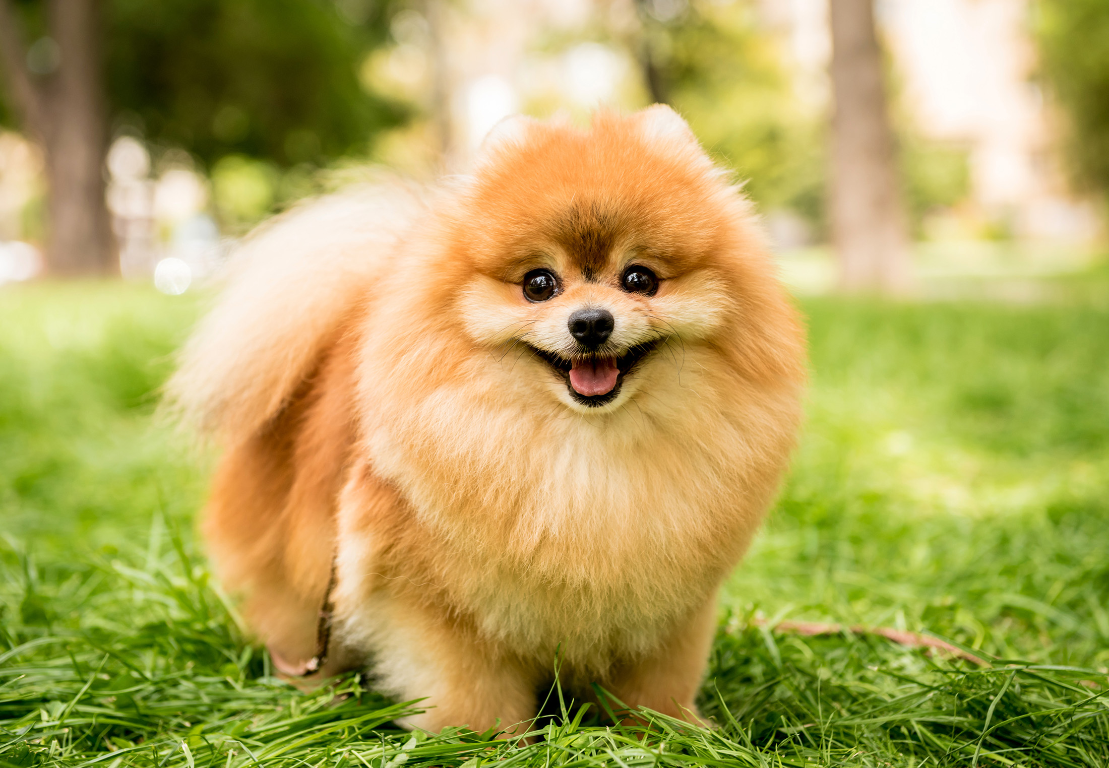 Verdens minste hund – Se hvor liten den er her | illvit.no