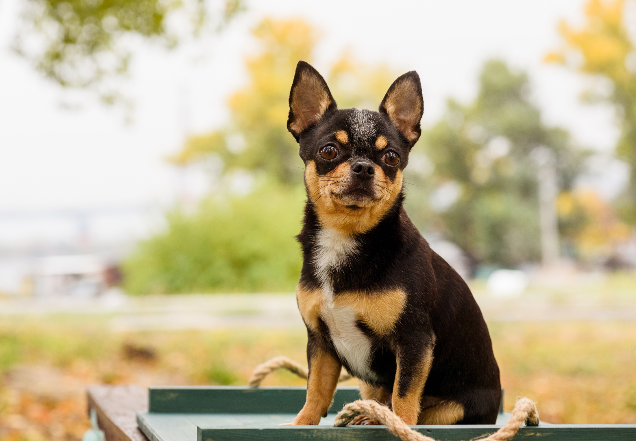 Verdens minste hund – Se hvor liten den er her | illvit.no