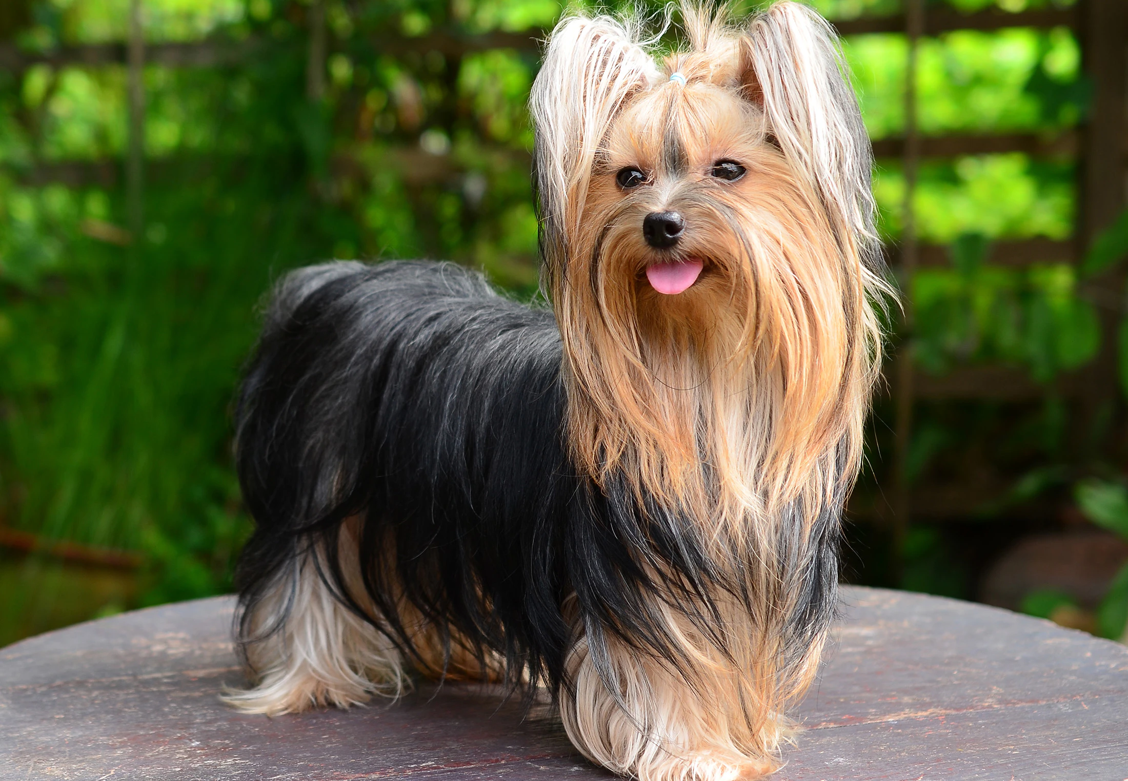 Verdens minste hund | illvit.no