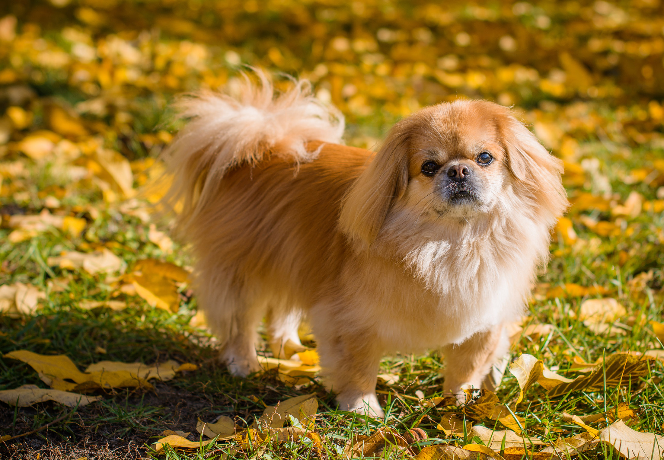 De kleinste hond ter wereld − bekijk hier hoe klein ze is | wibnet.nl