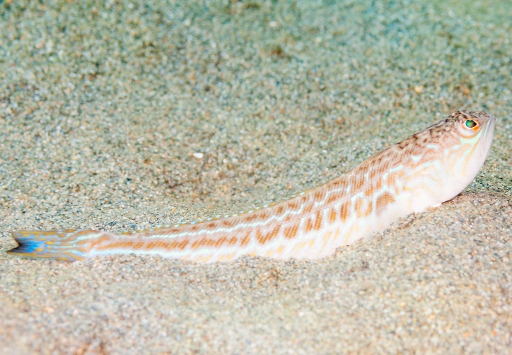 Fjesing – slik gjør du hvis du blir stukket | illvit.no