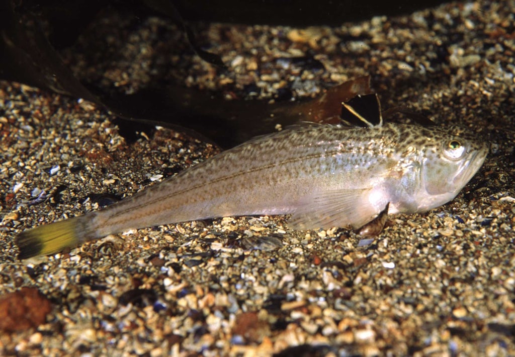 Fjesing – slik gjør du hvis du blir stukket | illvit.no