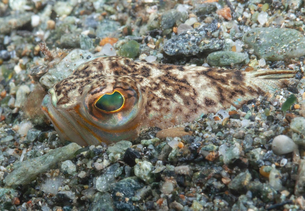 Fjesing – slik gjør du hvis du blir stukket | illvit.no