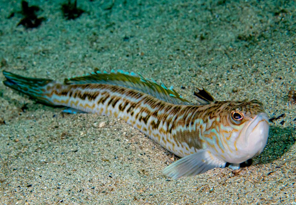 De farligste dyrene i Norge - Møt dem her | illvit.no