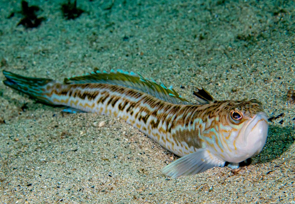 De farligste dyrene i Norge - Møt dem her | illvit.no