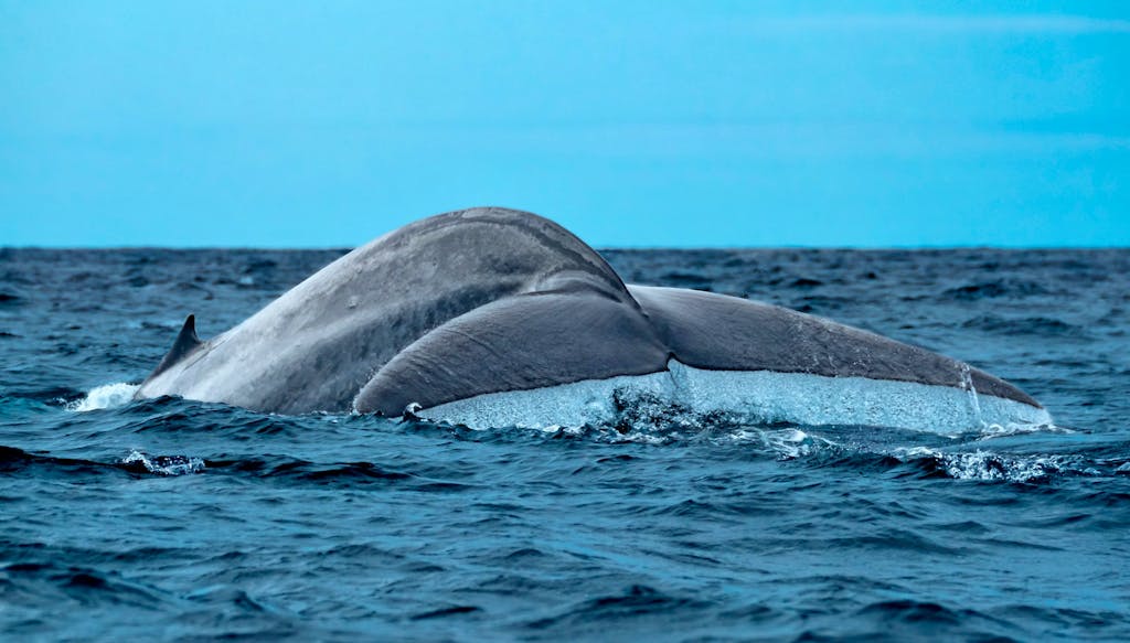 Hvaler - Hvad er verdens største hvaler og hvor mange hvalarter findes ...