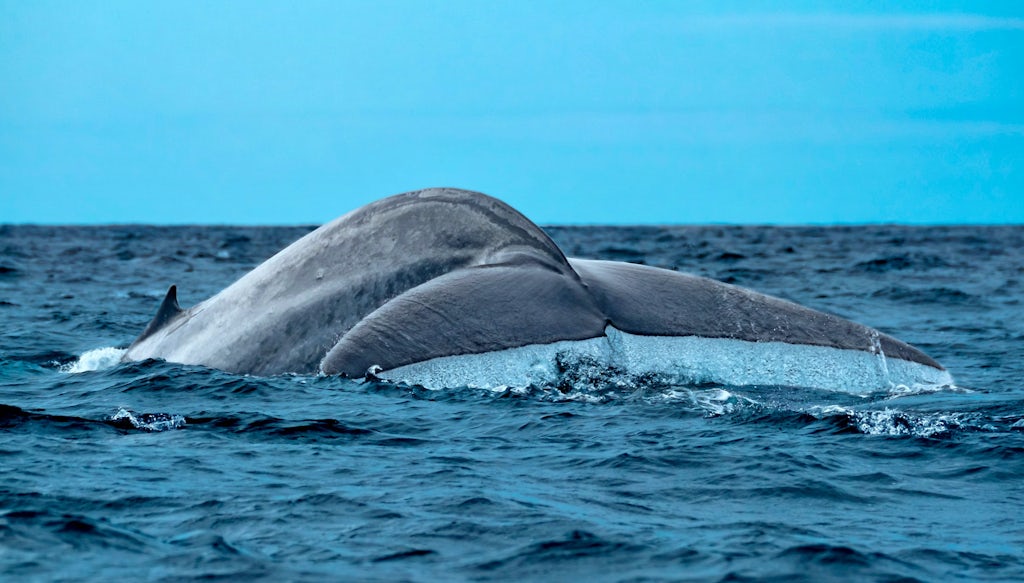 Hvaler – Hva er verdens største hvaler og hvor mange hvalarter finnes ...