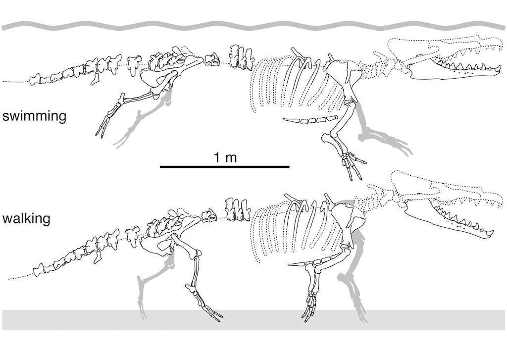 Sinivalas – näin iso on maailman suurin eläin | tieku.fi